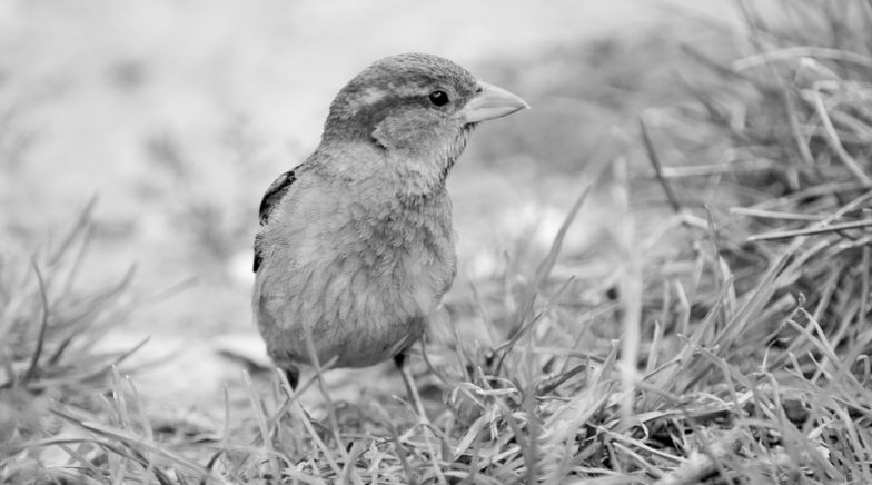 Rare White Sparrow Spotted in Lost Garden of Heligan in Cornwall, Bird ...