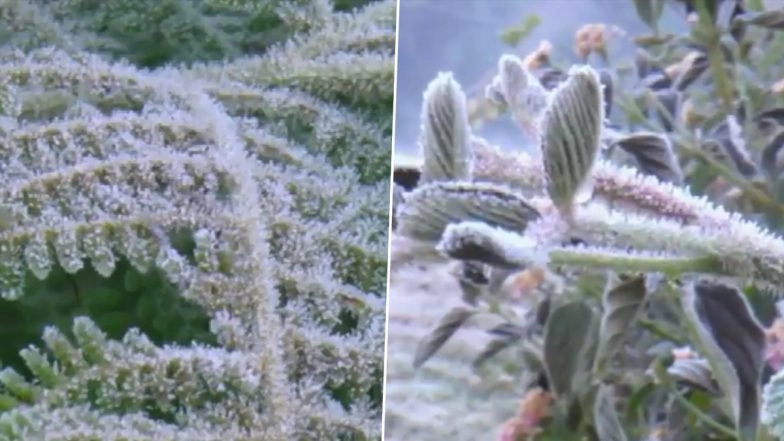 Kerala: Frost Forms on Plants & Grass in Munnar As Temperature Dips ...