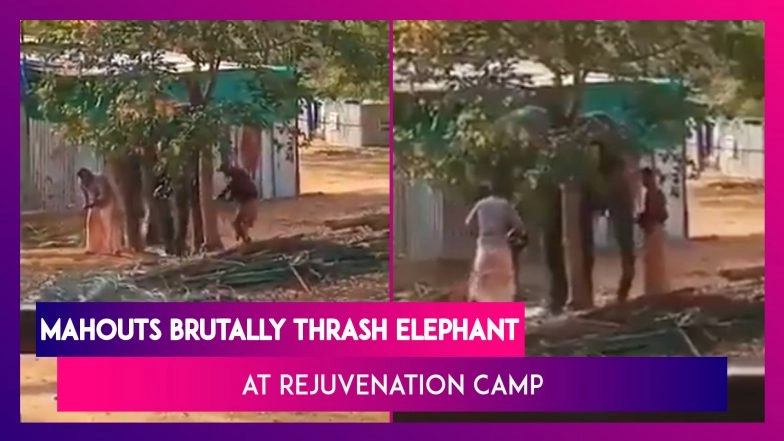 Shocking Animal Cruelty Caught On Camera: Mahouts Brutally Thrash ...