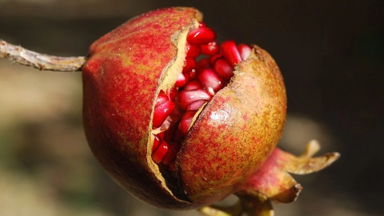 National Horticulture Fair 2021: How to Tackle Fruit Cracking Disorder ...