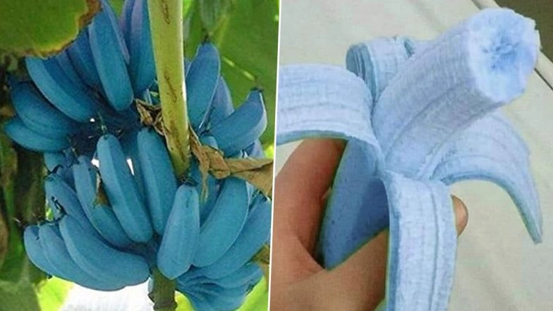 Blue Java Bananas: Did You Know About the Blue-Coloured Bananas That ...