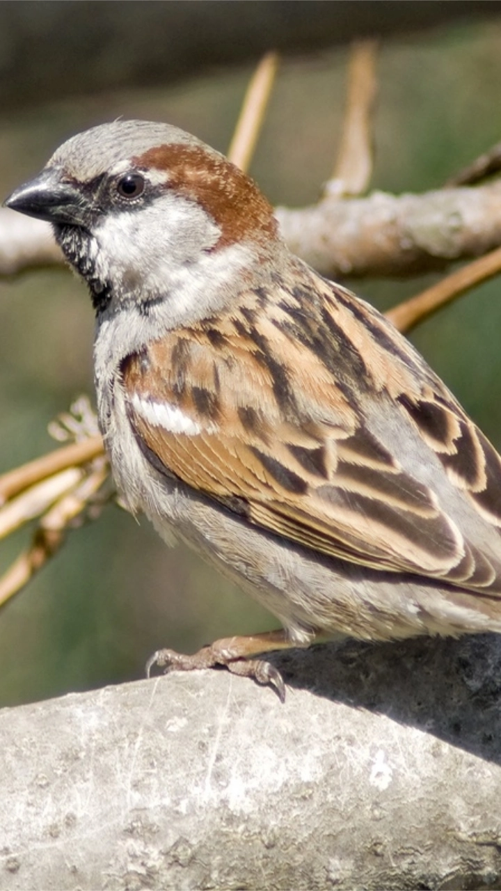 World Sparrow Day 2021: From House Sparrow to Yellow-Spotted Petronia ...