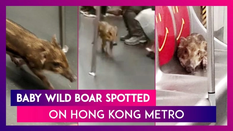 Animals On The Train: Baby Wild Boar Spotted On Hong Kong Metro | 📹 ...