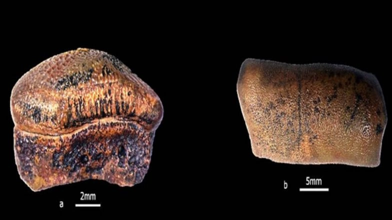 Indian Researchers Discover New Species of Hybodont Shark From ...