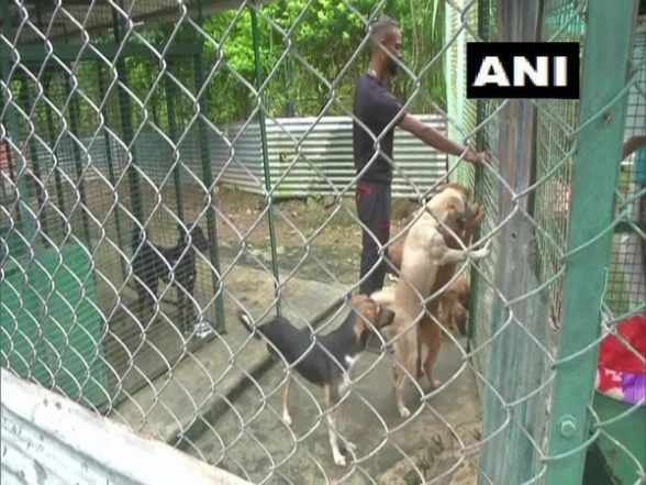 Techie Couple Leave IT Business in US To Help Stray Animals in India ...