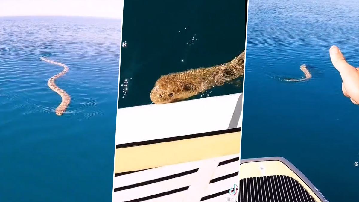 Giant Sea Snakes