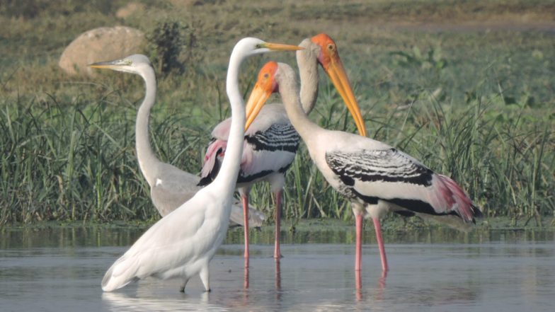 Jammu and Kashmir: Over 4 Lakh Migratory Birds of Different Species ...