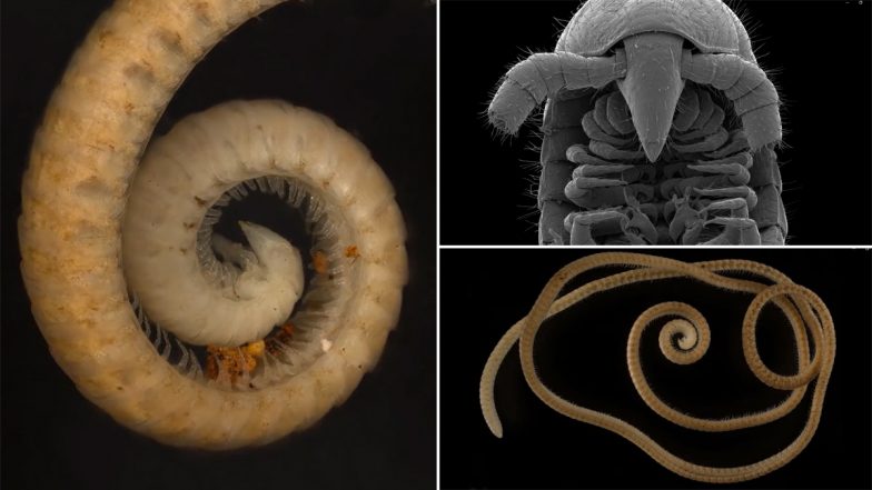 Millipede With 1,306 Legs, Discovered in Australia, is The World’s ...