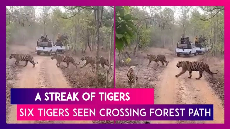 A Streak Of Tigers: IFS Officer Shares Video With Six Tigers Crossing Forest Path | 📹 Watch ...