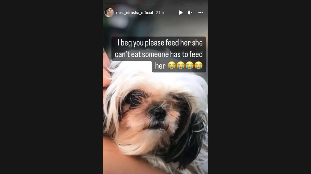 Nirusha Ravi Files Complaint of Stealing Her Pet Dog; Appeals Thieves ...