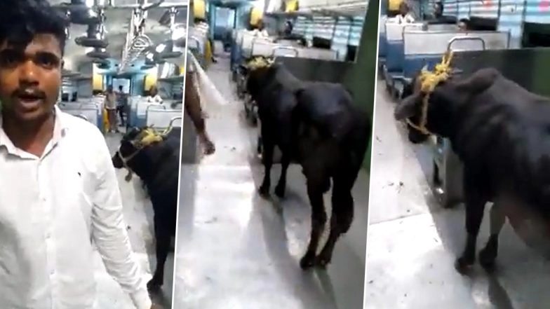 Bull on Wheels! Bizarre Video of the Animal Travelling in a Train Has ...