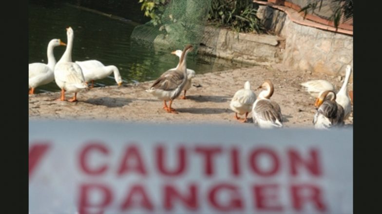 Bird Flu in France: 10,600 Ducks Culled After Detection of Avian ...