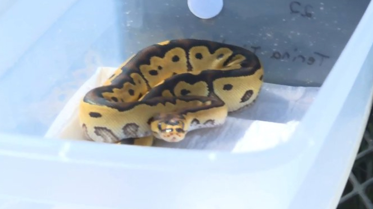 Agency News | Five-Foot-Long Snake Turns Up in Delhi Secretariat ...