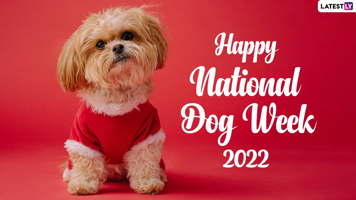 National Dog Week 2022 Images & HD Wallpapers for Free Download Online ...
