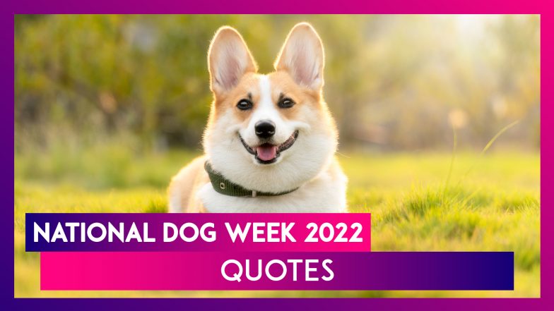 Happy National Dog Week 2022 Quotes About Dogs To Appreciate Our Furry ...