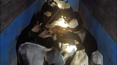 India News | Over 4 Dozen Cattle Seized from Smugglers in Assam's ...