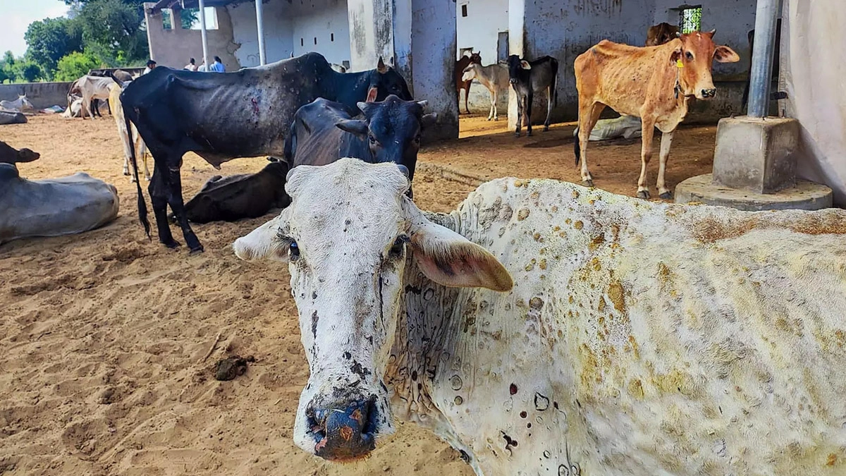 India News | Indigenously Developed Lumpi-ProVac Vax To Tackle Lumpy ...