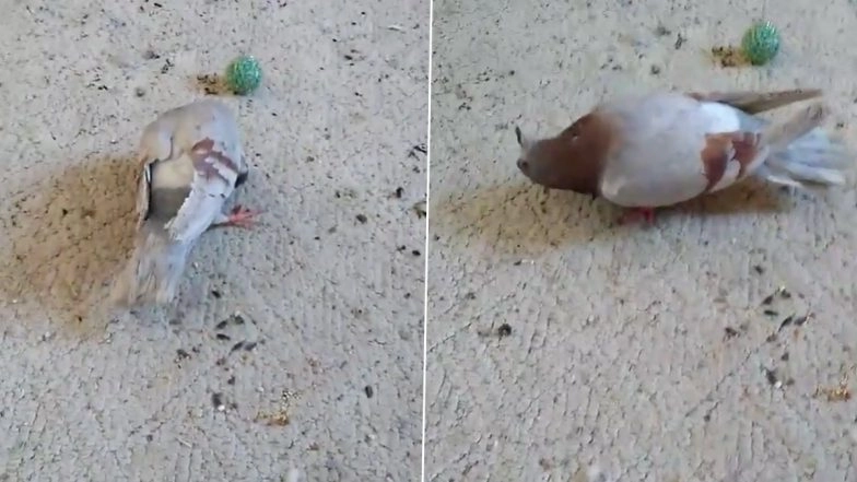 Pigeons Turn Into 'Zombie'! Highly Infectious Disease Leaves Pigeons ...