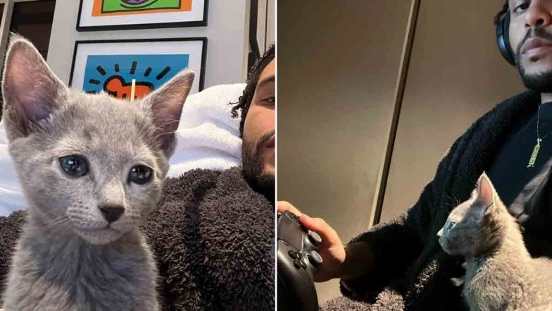 The Weeknd Shares Adorable Photos While Cat Sitting Baby Kitten (View ...