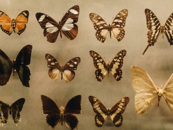 Science News | Researchers Find How Butterflies Retain Ancient Wing ...