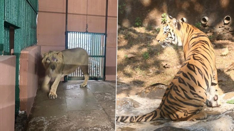 Mumbai: Sanjay Gandhi National Park Gets Pair of 3-Year-Old Asiatic ...