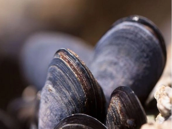 Science News | Wood-consuming Clams Dominate Their Habitat Using ...