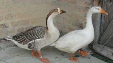 India News | Kashmir Anz, First and Only Breed of Domesticated Geese in ...