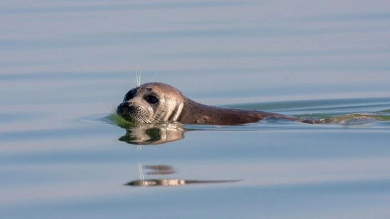Seals Dead in Russia: Mass Seal Death Likely Due to Oxygen Deprivation ...