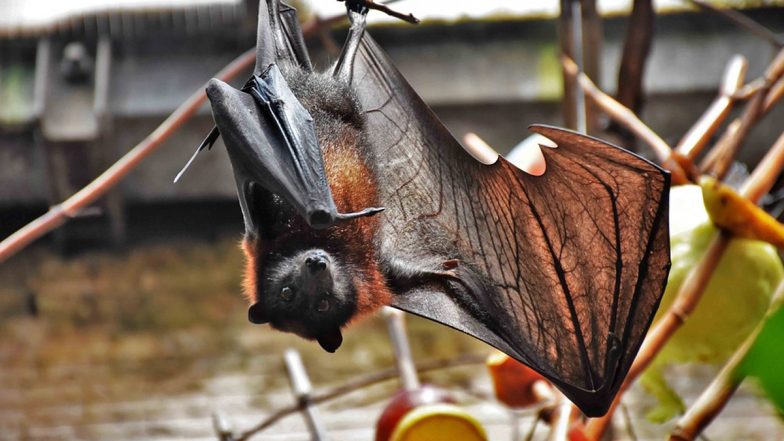 Bat Attacks, Bites Three Siblings in Mexico Village; Two Die of Rabies ...