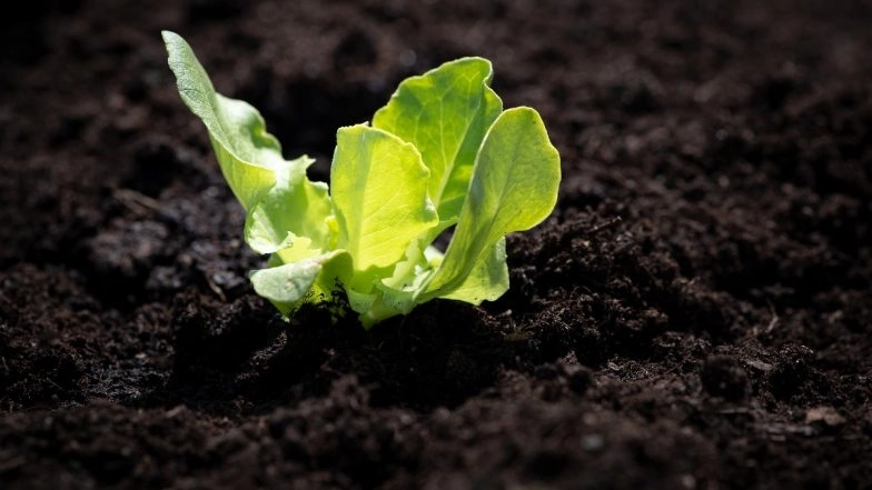 Punjab Government Says Forest Department Planted 1.12 Crore Saplings in ...