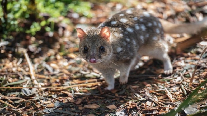 All Sex and No Sleep Might Kill the Endangered Quoll Species According ...