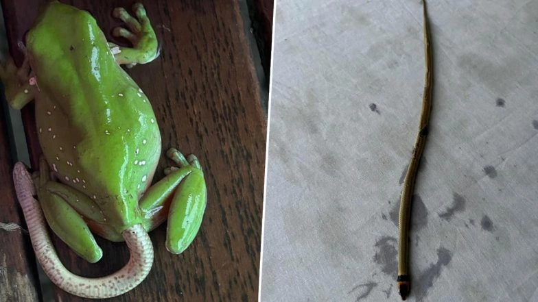 Live Snake Comes Out of Frog's Bum! Viral Photo Showing Highly Venomous ...