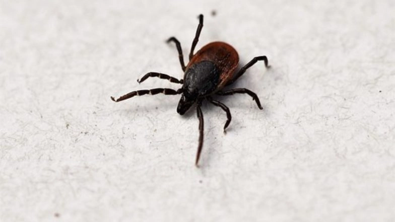 What Is Tick Virus, Spreading in England? As First Case of TBEV ...
