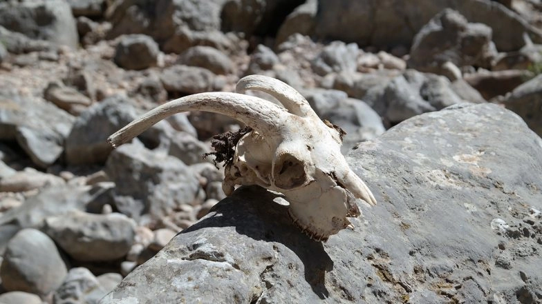 'Chupacabra' Vampire Hunting in Mexico? Folklore Creature Feared To ...