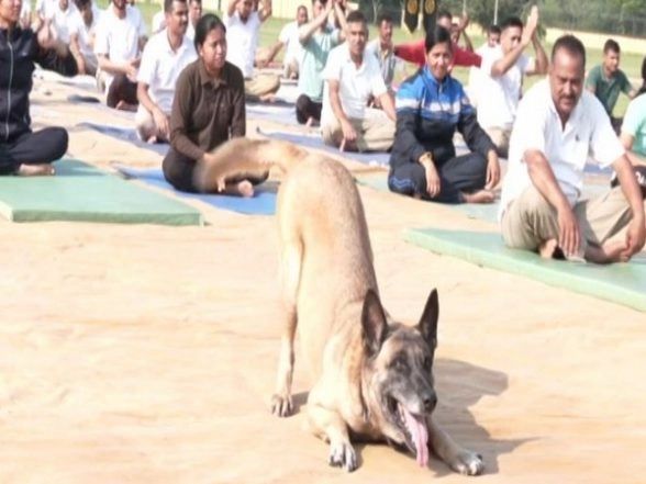 India News | International Yoga Day: Dog from ITBP Canine Squad 'performs Yoga' at J-K's ...