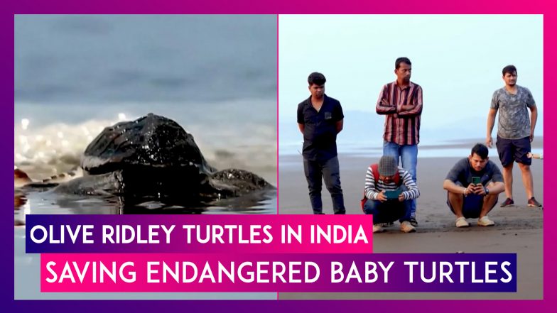 Olive Ridley Turtles In India: Saving Country’s Endangered Baby Turtles ...