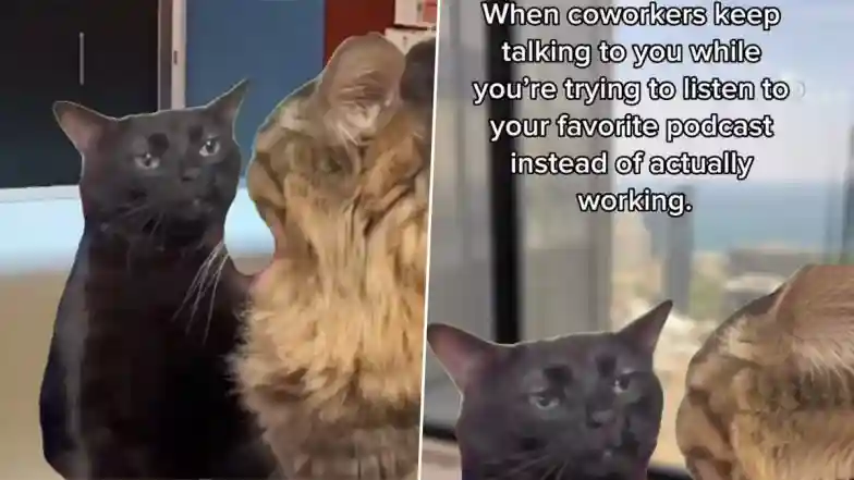 Black Cat Zoning Out Funny Memes Cat Stares Blankly At Another Cat 