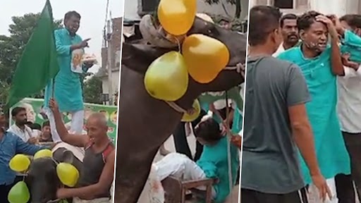 RJD Formation Day: Kedar Yadav Falls Off From Buffalo While Celebrating ...