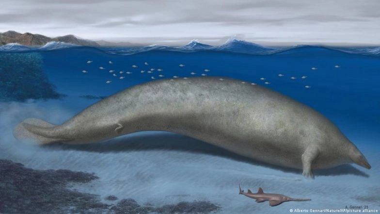 Ancient Peruvian Whale May Be Most Massive Creature Recorded | 📰 LatestLY