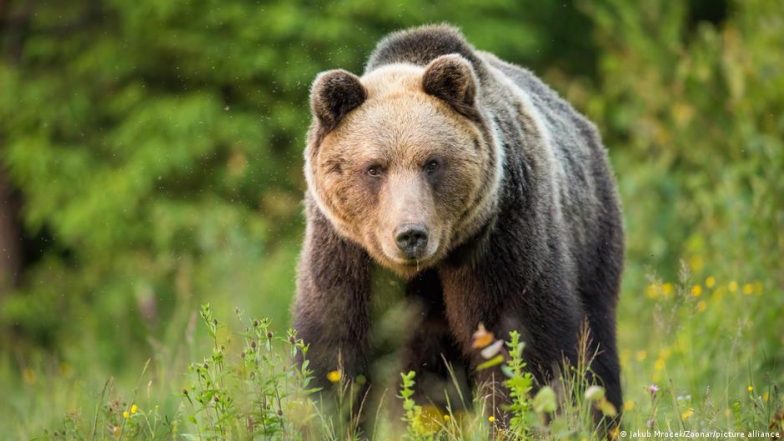 Bear Attacks Shake Up Election Season in Slovakia | 🌎 LatestLY