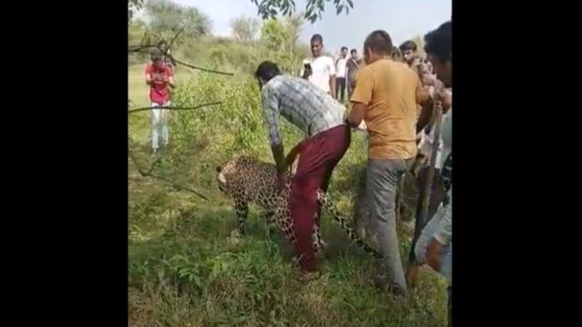 India News | People Seen With Sick Leopard in MP, Video Goes Viral | 📰 ...