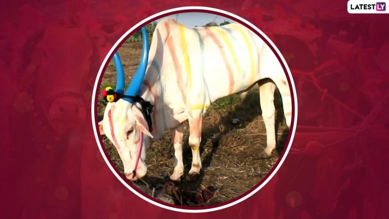 Bail Pola 2023 Date, History and Significance: All You Need To Know ...