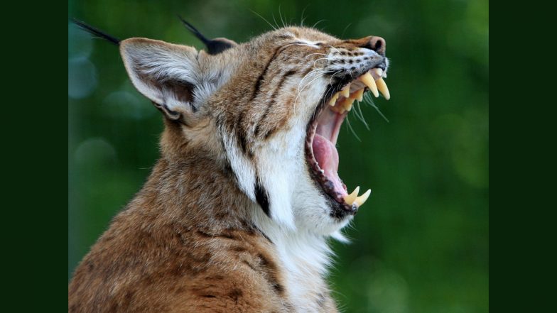 Bobcat Attack in US: ‘Aggressive’ Animal Injures Two Kids, Two Dogs in ...