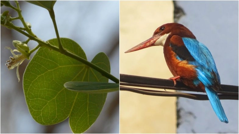 Dussehra 2023 Celebrations: Know Significance of Sona Patta Or Apta ...