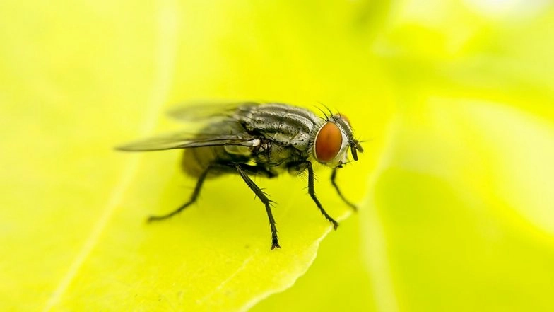 US: Doctors Find Fully Developed House Fly Inside 63-Year-Old Man's ...