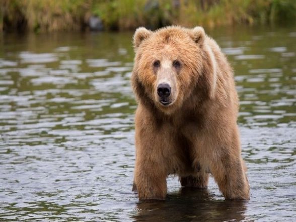 Science News | Even During Hibernation, Bear Genes Exhibit Circadian ...