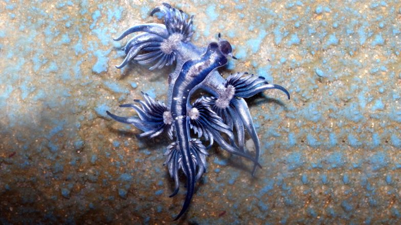 Blue Sea Dragons, Blue Buttons Spotted on Besant Nagar Beach, Warning ...