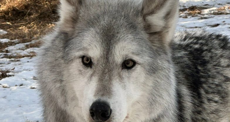 Dog Attack in US: Three-Month-Old Baby Killed by Pet Wolf-Dog in ...
