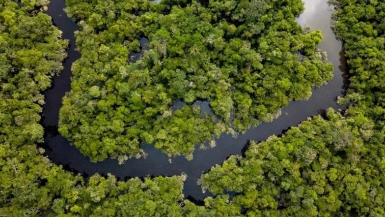 Ancient City Found in Amazon Rainforest: Researchers Discover 3,000 ...