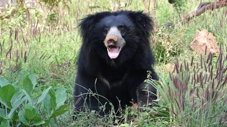 Odisha Bear Attack: Wild Animal Strays Into Village in Balasore ...